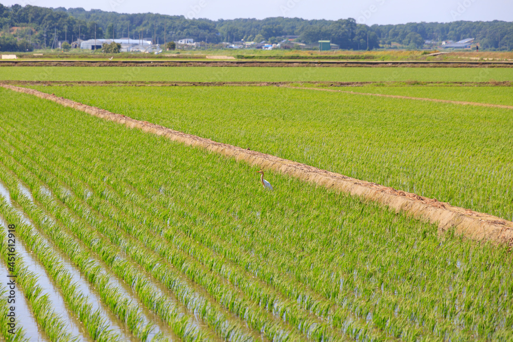 Korean traditional rice farming. Rice planting landscape in Korea ...