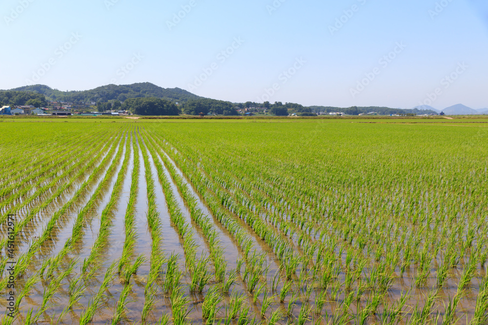 Korean traditional rice farming. Rice planting landscape in Korea ...