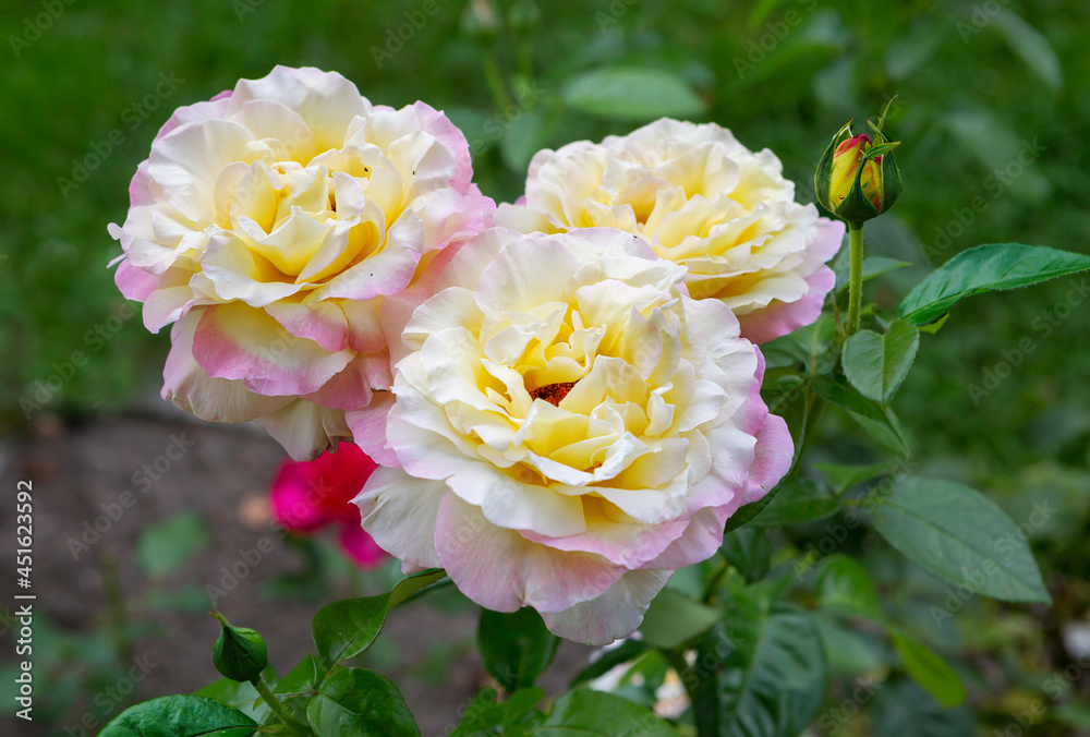 Foto de Rose "Gloria Day". It is rightfully considered one of the most ...