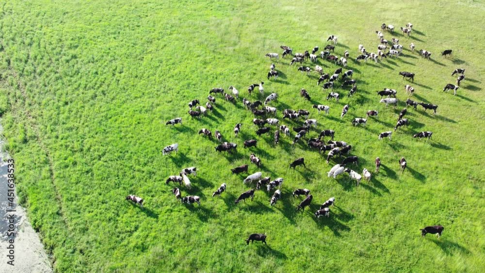 Herd of cows in an ecologically clean clearing near a stream. Dairy ...
