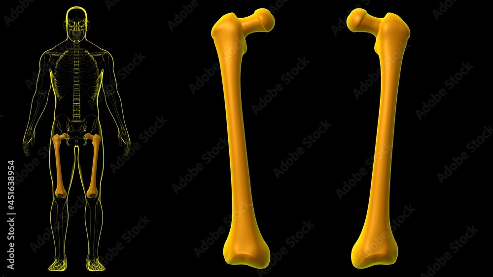 Human skeleton anatomy Femur Bone 3D Rendering Stock Illustration ...