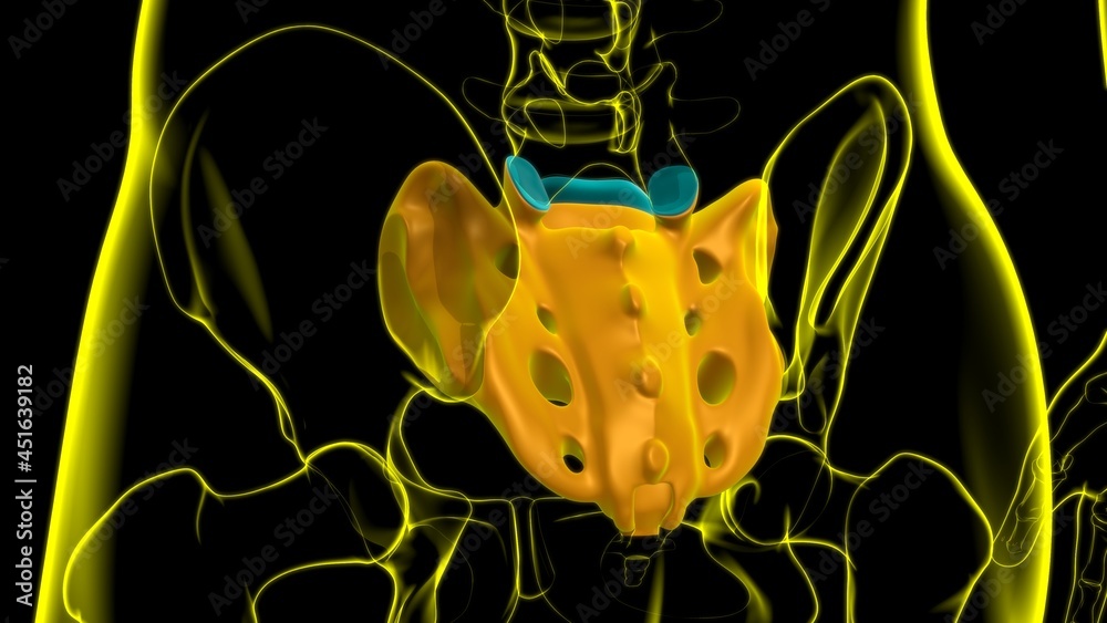 Human skeleton anatomy Sacral Bone 3D Rendering Stock Illustration ...