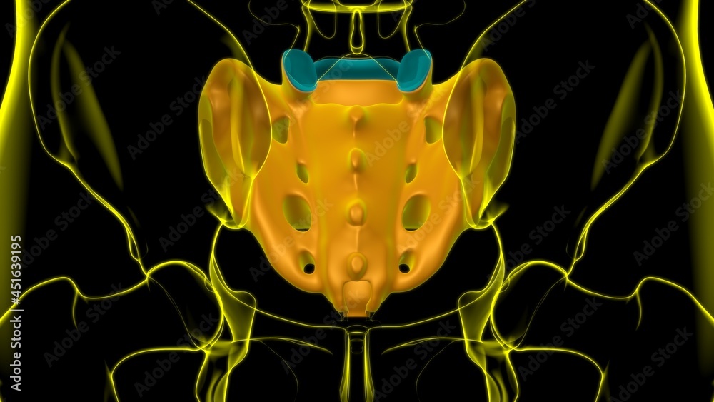 Human skeleton anatomy Sacral Bone 3D Rendering Stock Illustration ...