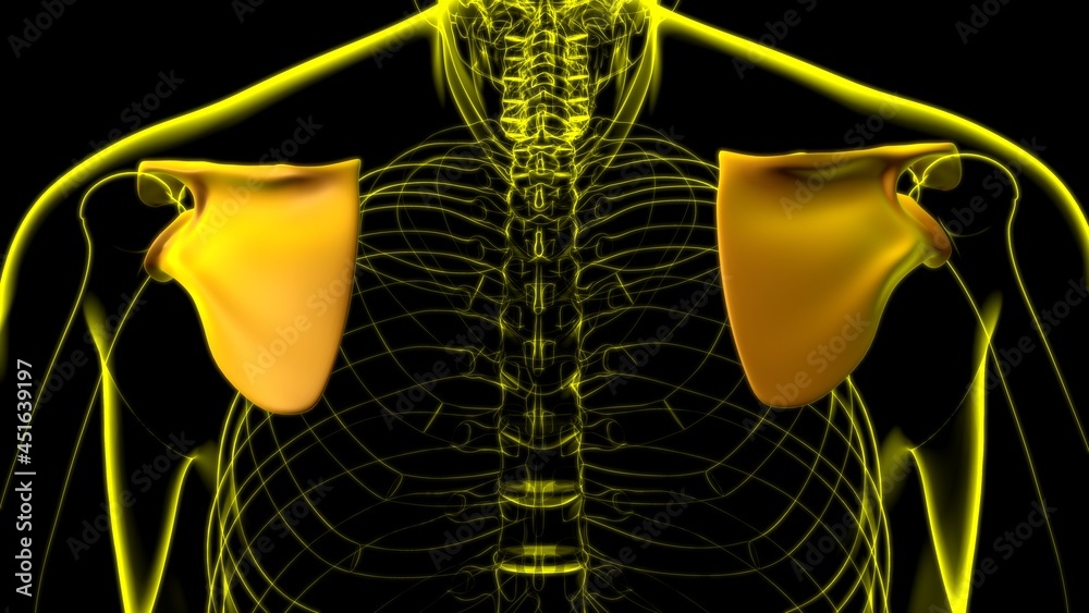 Human skeleton anatomy Scapula Bone 3D Rendering Stock Illustration ...