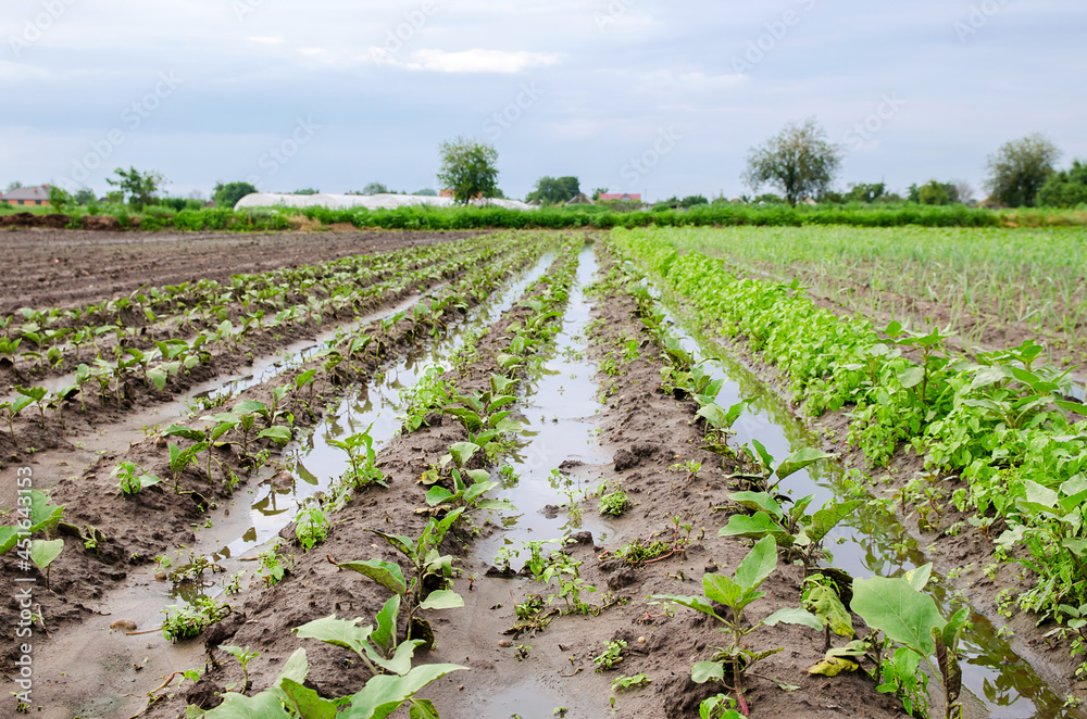 Natural disaster on the farm. Flooded field with seedlings of eggplant ...