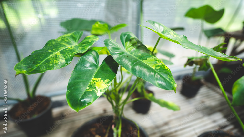 greenhouse of tropical variegated plant, green leaf flora nature garden ...
