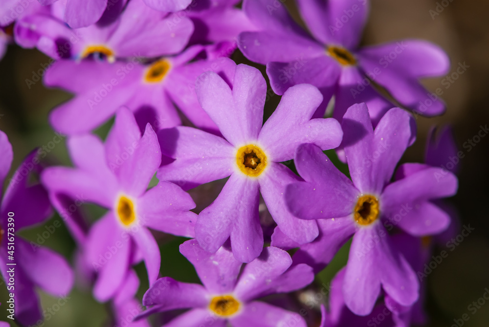 Alpine close-up silene dioica known as red campion and red catchfly ...