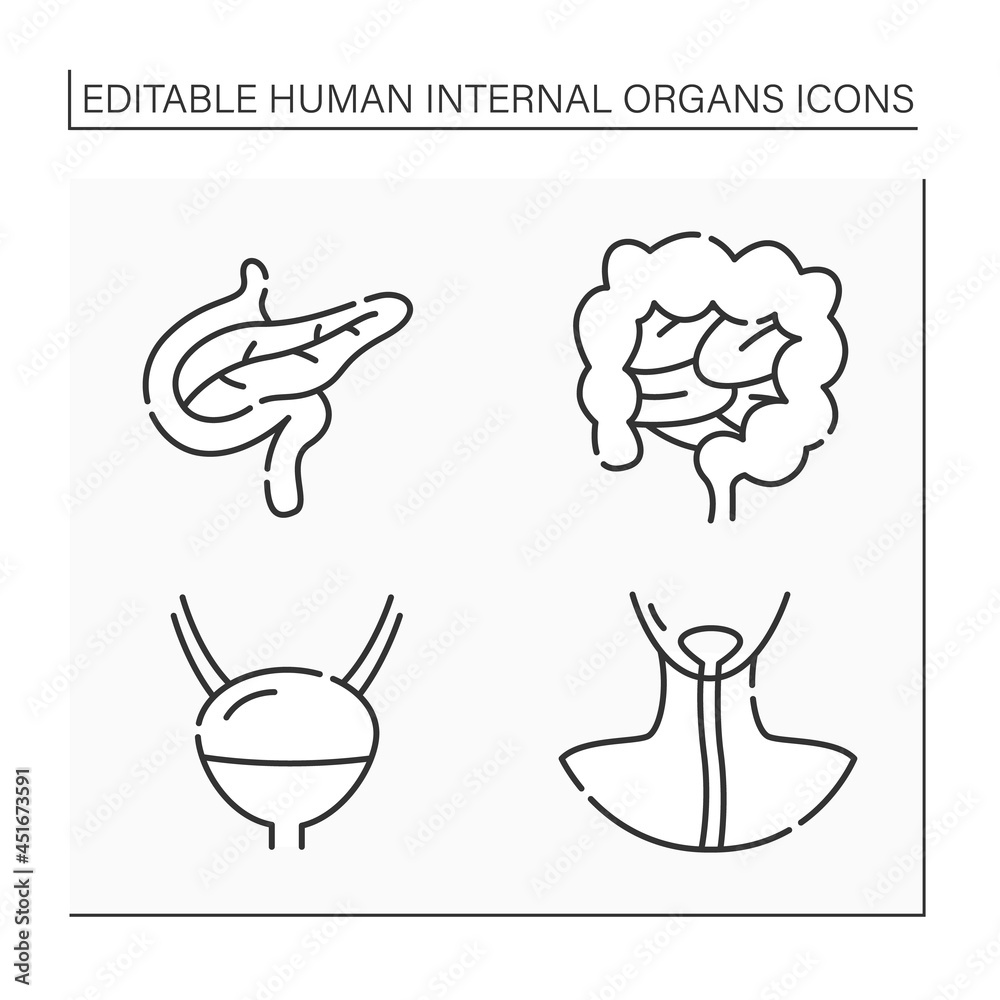 Human internal organs line icons set. Gallbladder, intestines, pancreas ...