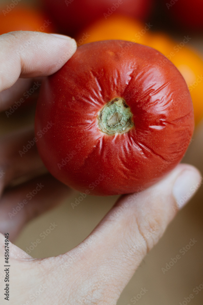 not ideal vegetables: shriveled tomatoes from the effects of heat as a ...