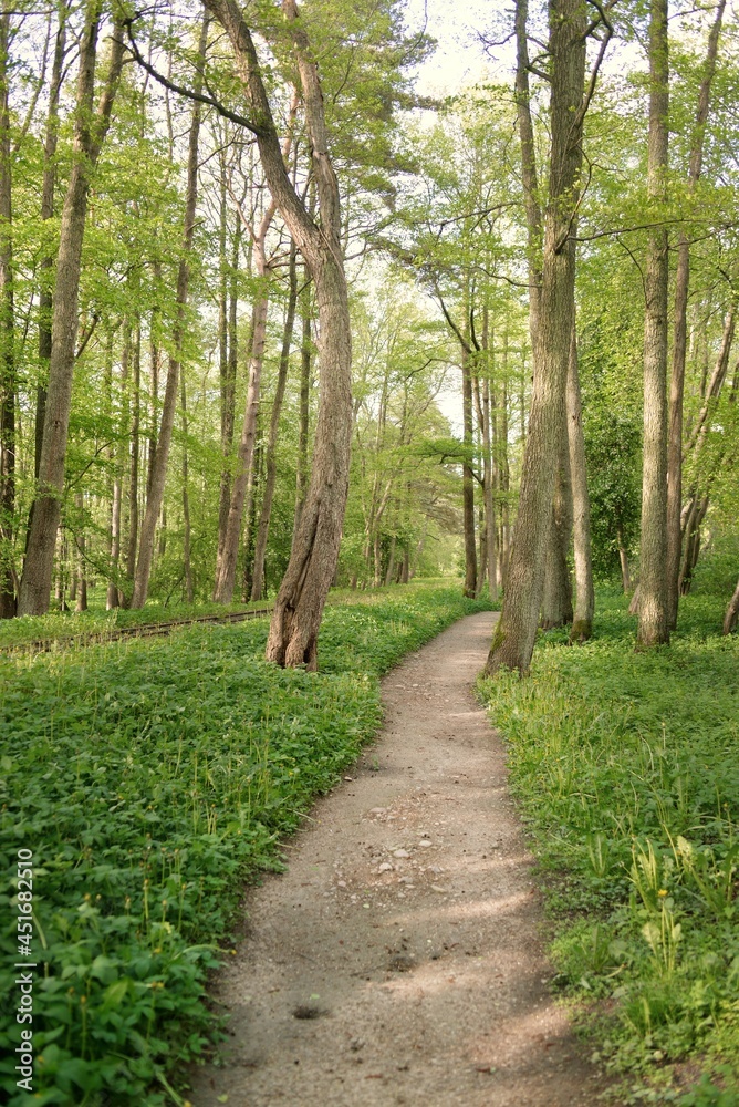 Pathway in a majestic green deciduous and pine forest park. Natural ...