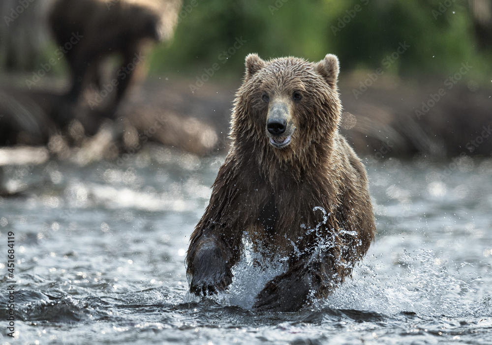 Fotka „Brown bear running on the river and fishing for salmon. Front ...