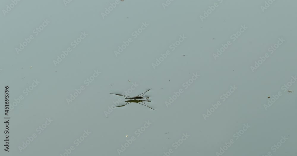 Surface tension of water, insects. Water skimmer beetles move on the ...