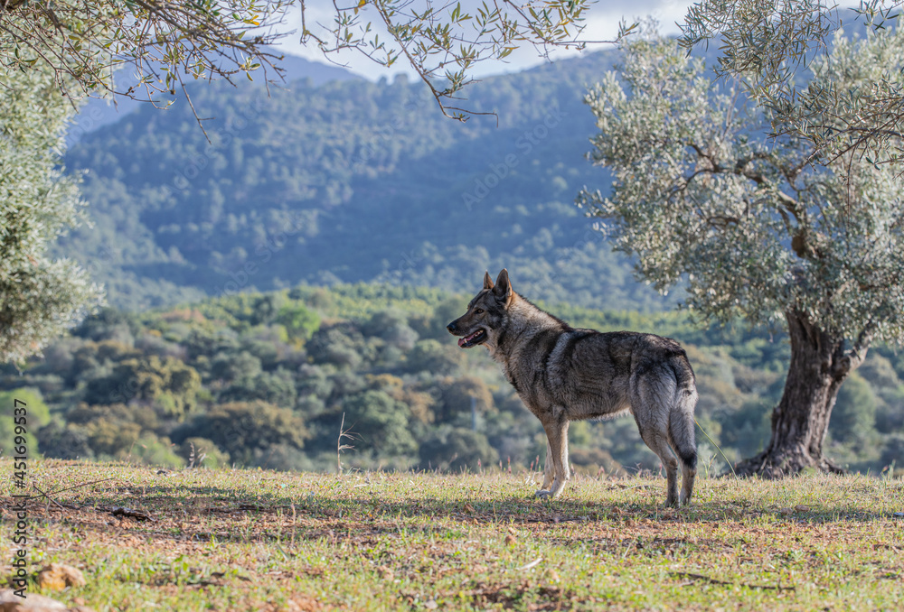 Czechoslovakian wolf dog in the countryside with olive trees and the ...