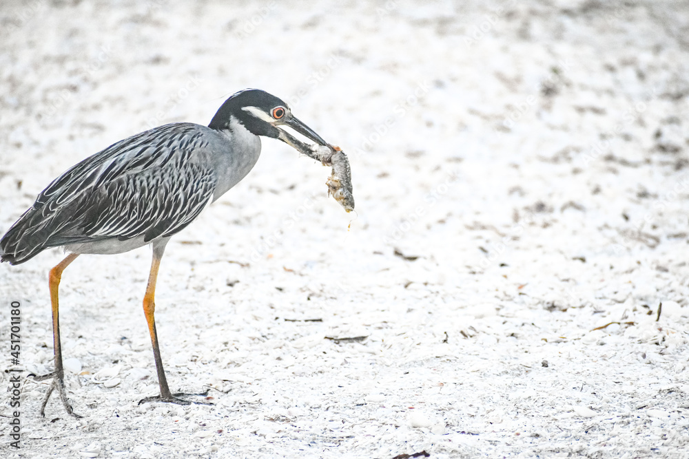 ellow-crowned night heron fishing in Sanibel island Stock Photo | Adobe ...