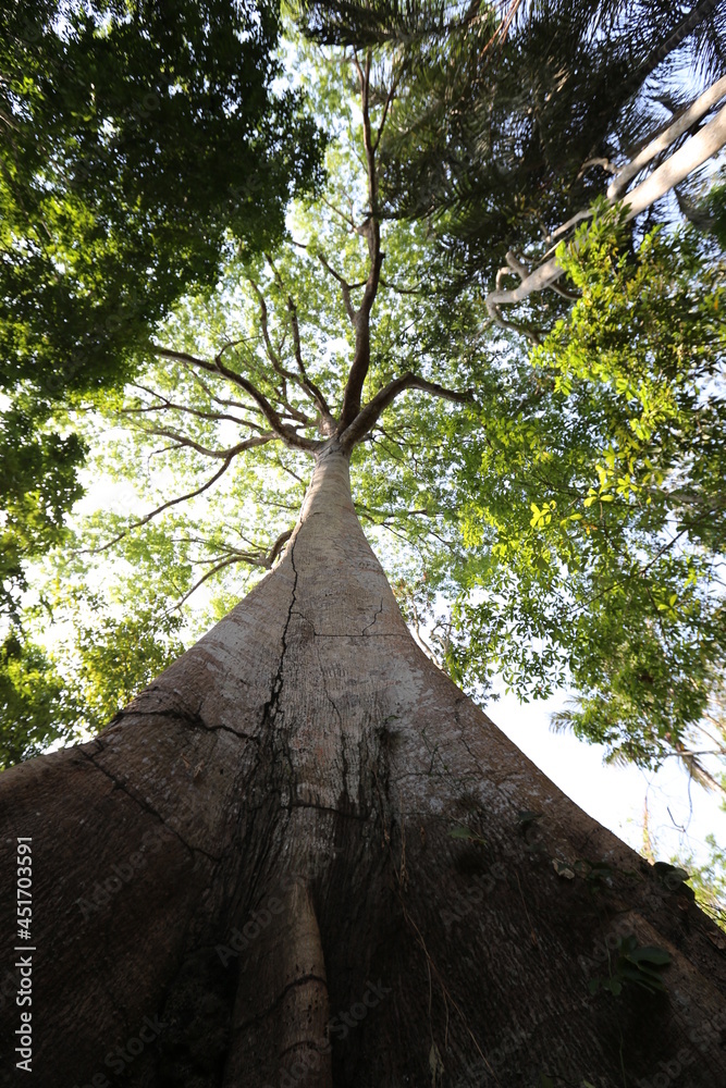Foto de Kapok tree with heights ranging from 60 to 70 meters (but that ...
