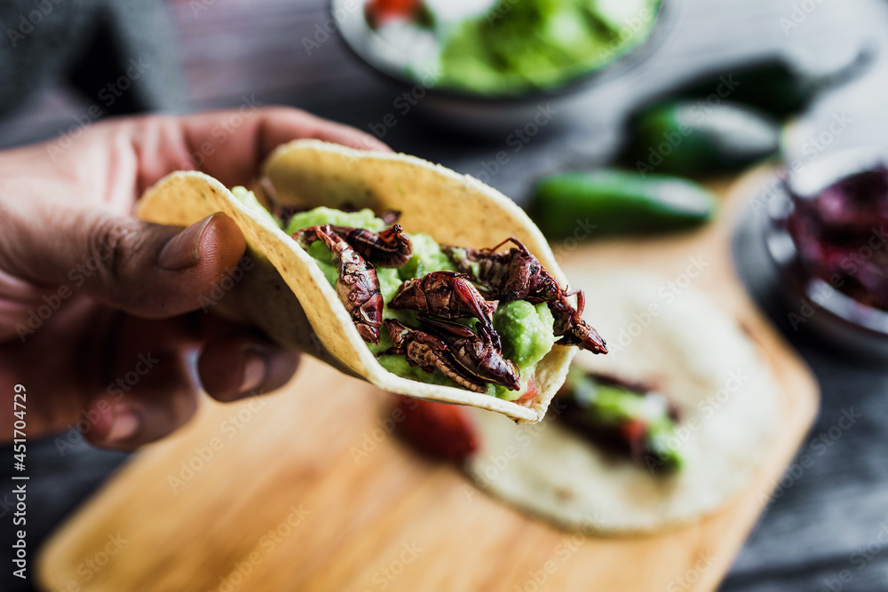 hand holding tacos de chapulines or grasshopper taco traditional in ...