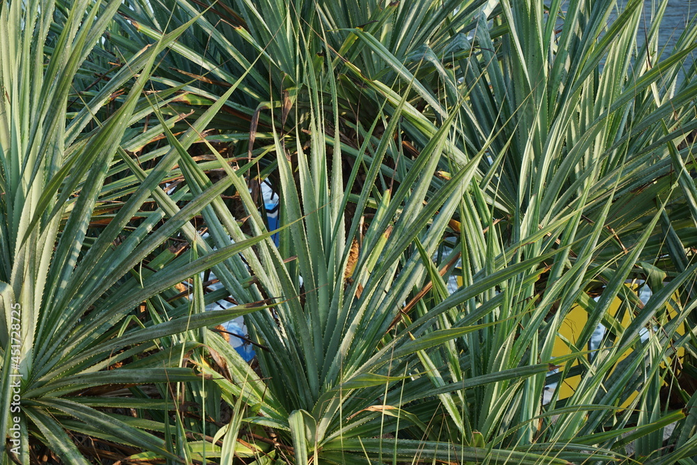 Pandanus amaryllifolius (Indonesian called pandan wangi) with a natural ...