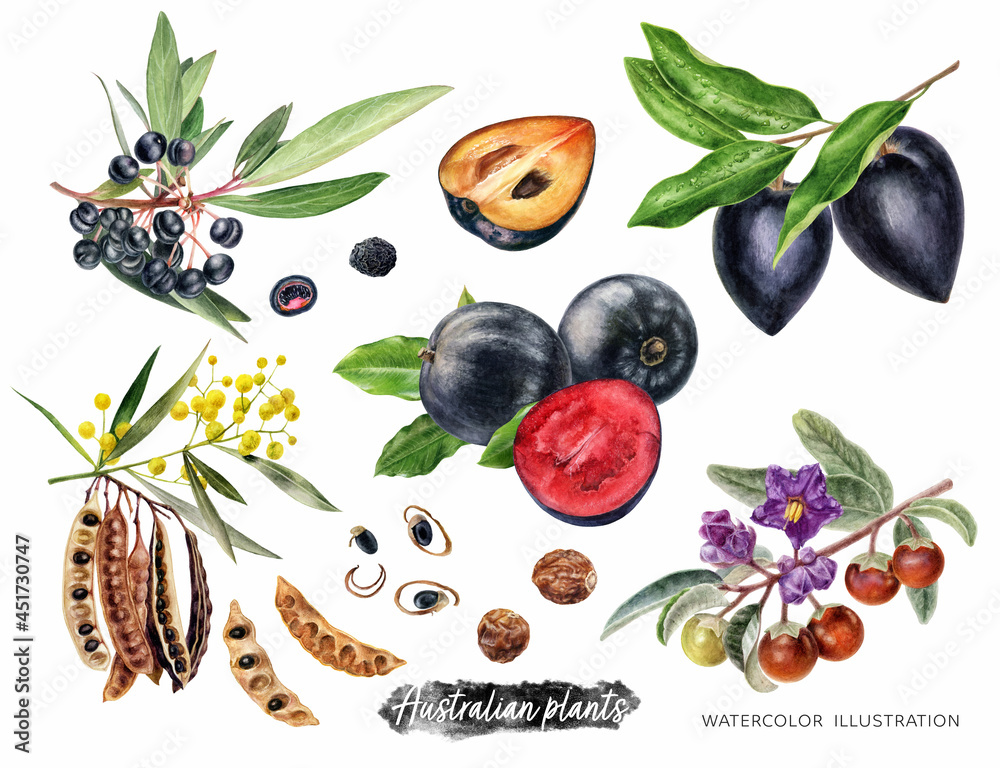 Australian plants watercolor illustration isolated on white background ...