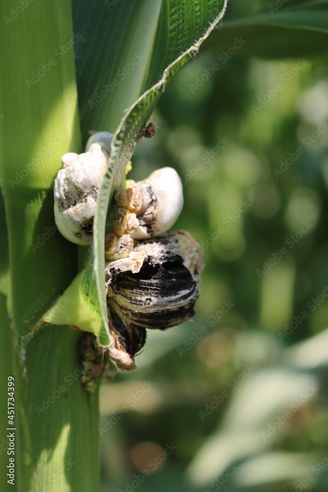 Corn smut. Ustilago maydis disease on corn plant in the field. Fungal ...