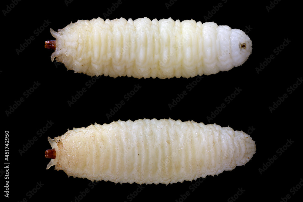 Larvae (both sides) of Eumerus strigatus or lesser bulb fly is a ...