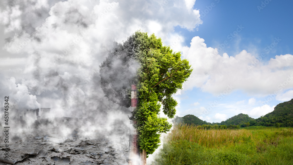 The climate on both sides of the tree changes differently. There is a ...