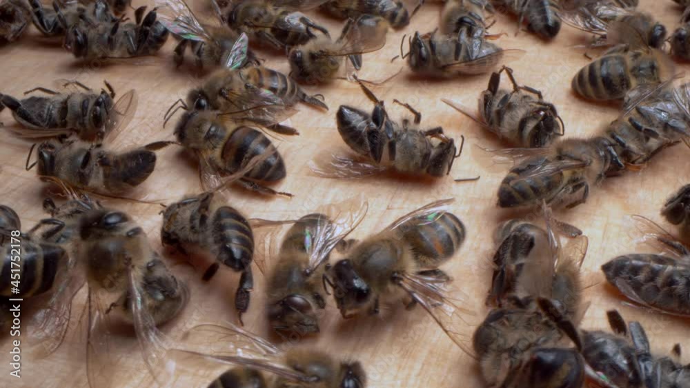A lot of dead worker honey bees close up. Bee mortality. Pesticide ...