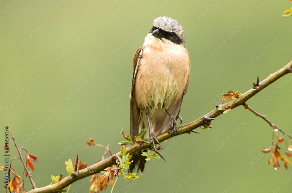 Male Red-backed shrike at her favorite watchtower within her breeding ...
