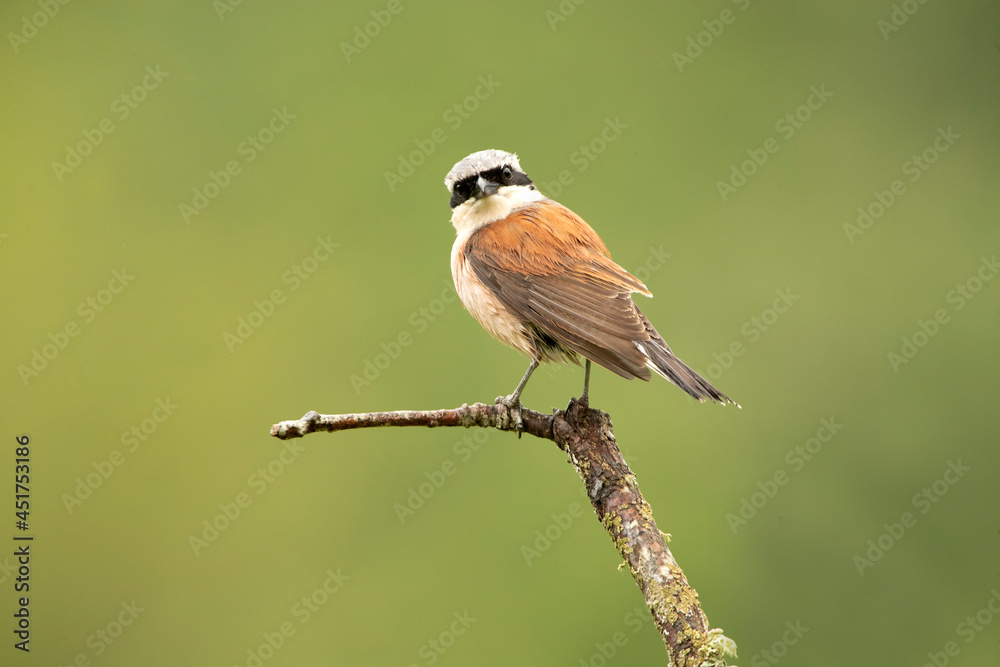 Male Red-backed shrike at her favorite watchtower within her breeding ...