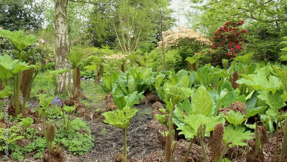 Gunnera peltata/Gunnera manicata - prehistoric plant/prehistoric ...