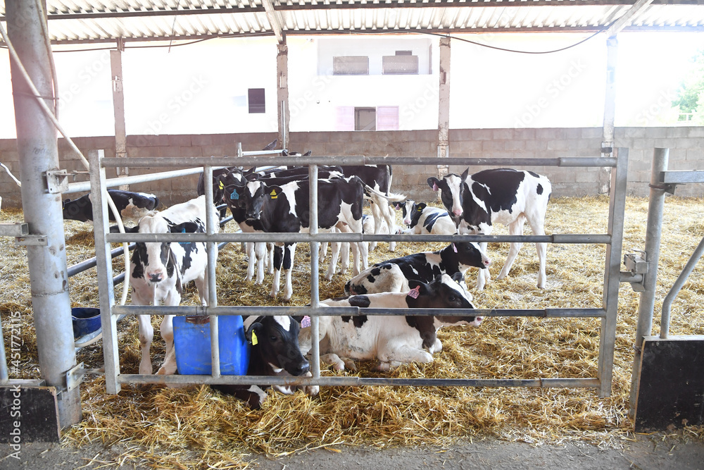 cow, animal, farm, cattle, agriculture, livestock, horse, cows, mammal ...
