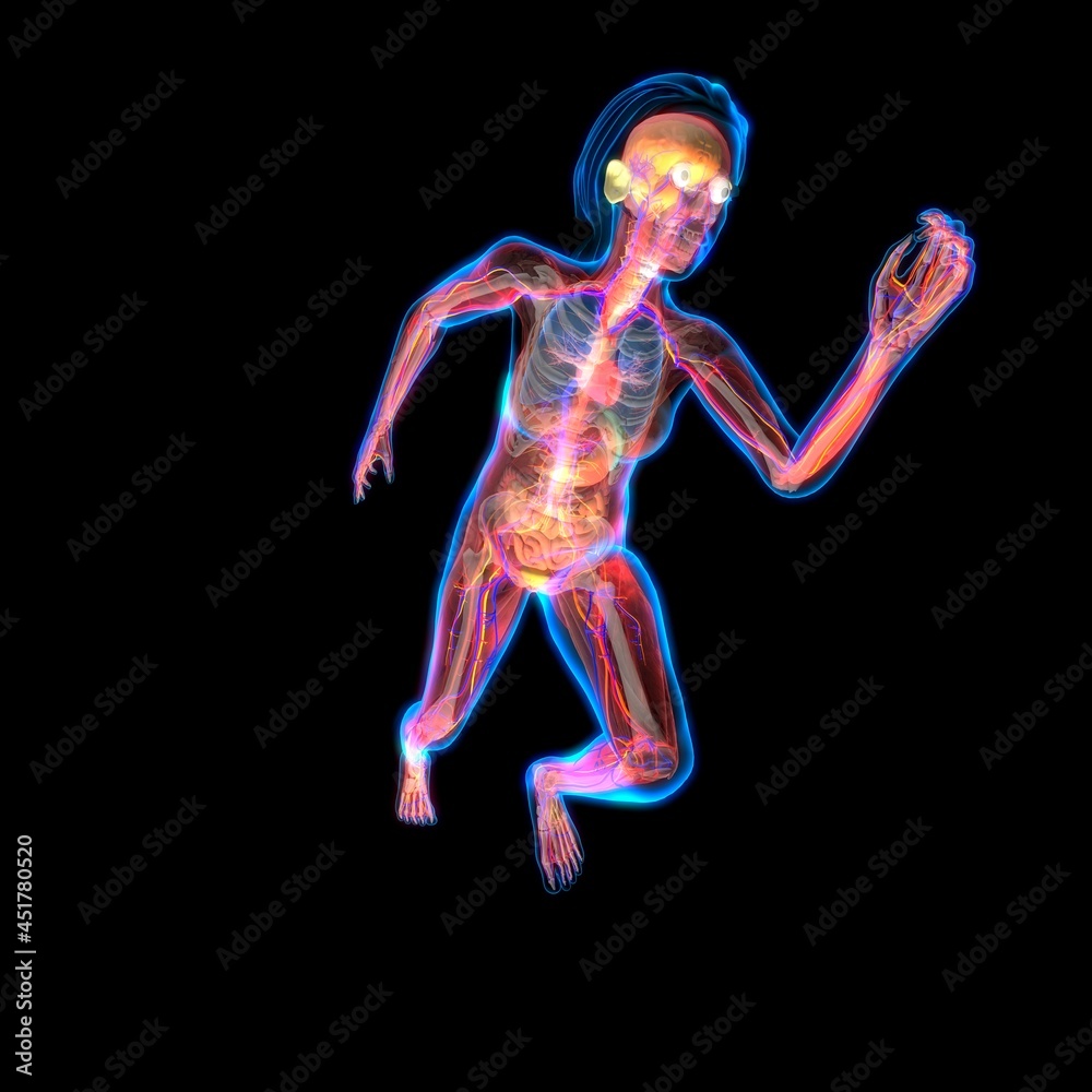 Human anatomy, illustration Stock Illustration | Adobe Stock