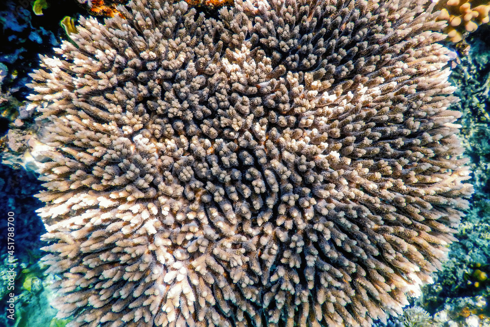 Coral texture underwater, Coral reef texture, Tropical waters Stock ...