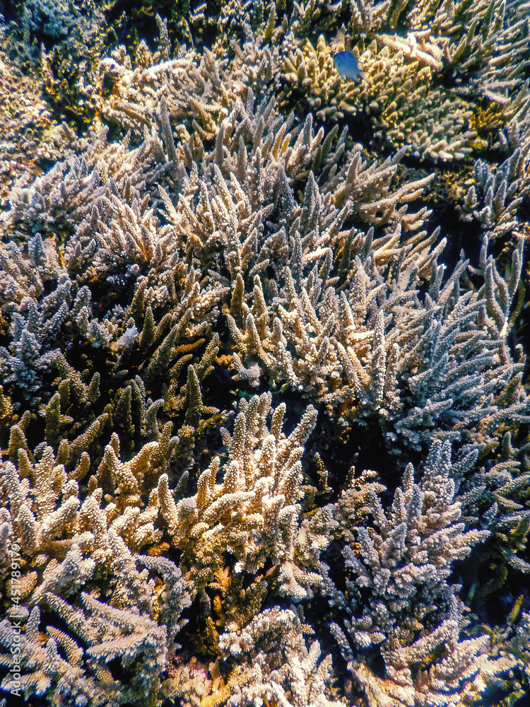 Coral texture underwater, Coral reef texture, Tropical waters Stock ...