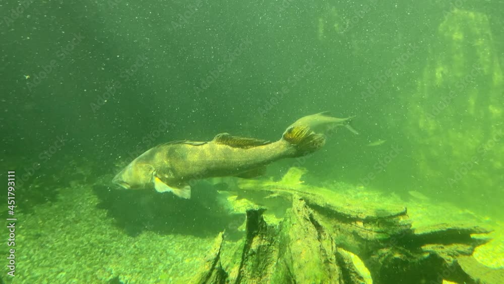 Zander, Sander lucioperca, swims in water illuminated by sunrays. Big ...