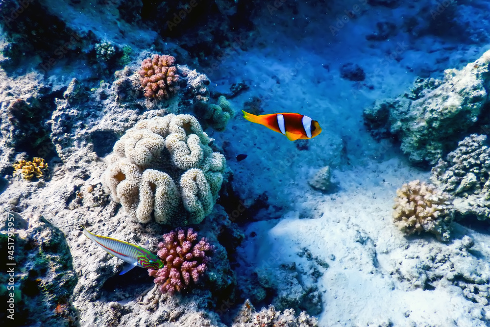 Red Sea clownfish (Amphiprion bicinctus) Red Sea Stock Photo | Adobe Stock