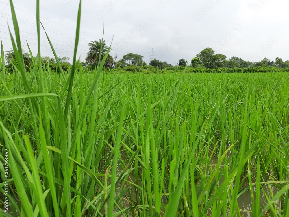 Just planted the paddy field. It is a very popular cereal. Paddy ...