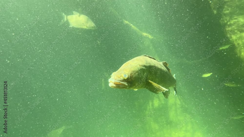 Zander, Sander lucioperca, swims in water illuminated by sunrays. Big ...