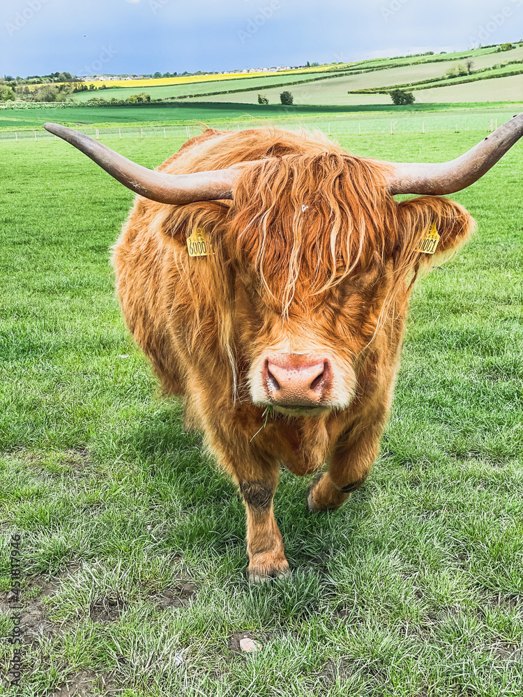 Highland cow auburn ginger hairy cow with long fringe and large horns ...