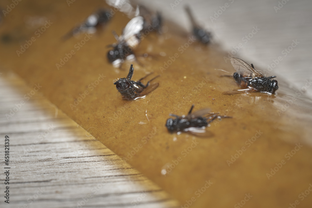 sticky fly trap, rescue from harmful insects Stock Photo | Adobe Stock