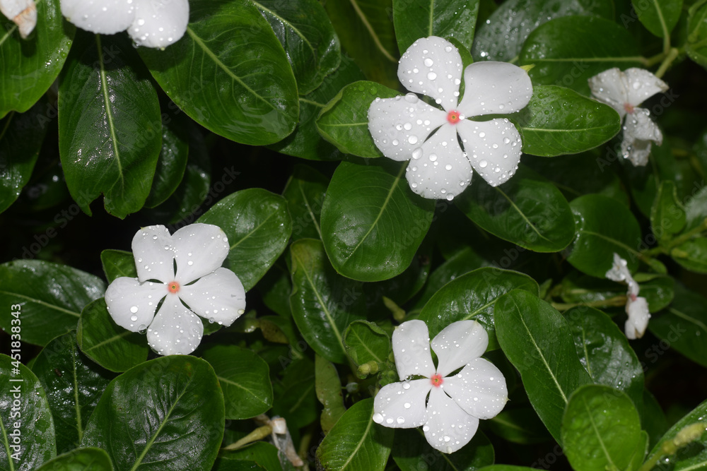 The Madagascar periwinkle is native to the island of Madagascar which ...