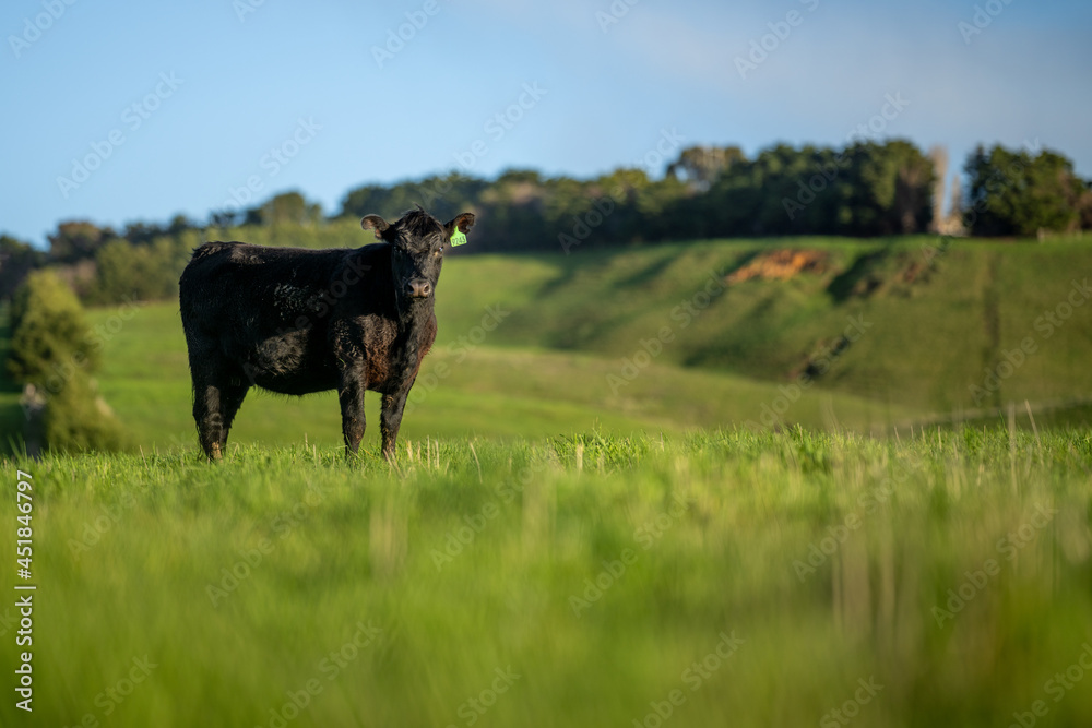 Foto de Angus and wagyu beef bulls and cows, being grass fed on a hill ...