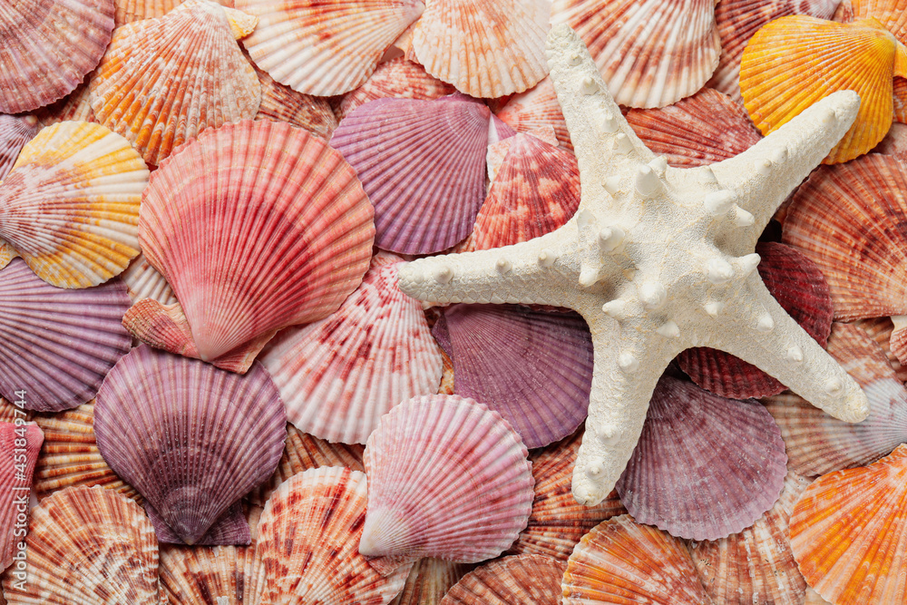 Beautiful Sea Shells