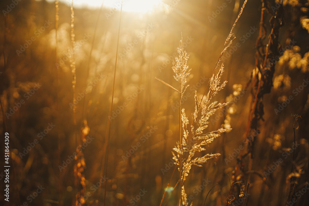 Beautiful autumn wild grass in evening sunlight, close up. Autumnal ...