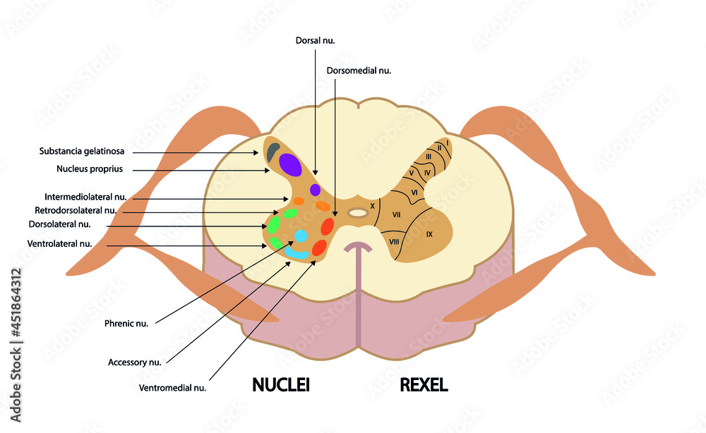 Spinal Cord gray matter reference systens for nuclear division regions ...