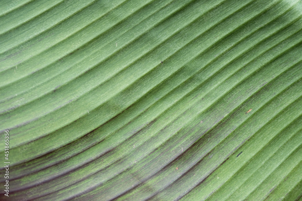Abstract shaped green wavy ridges on a banana leaf, Ensete ventricosum ...