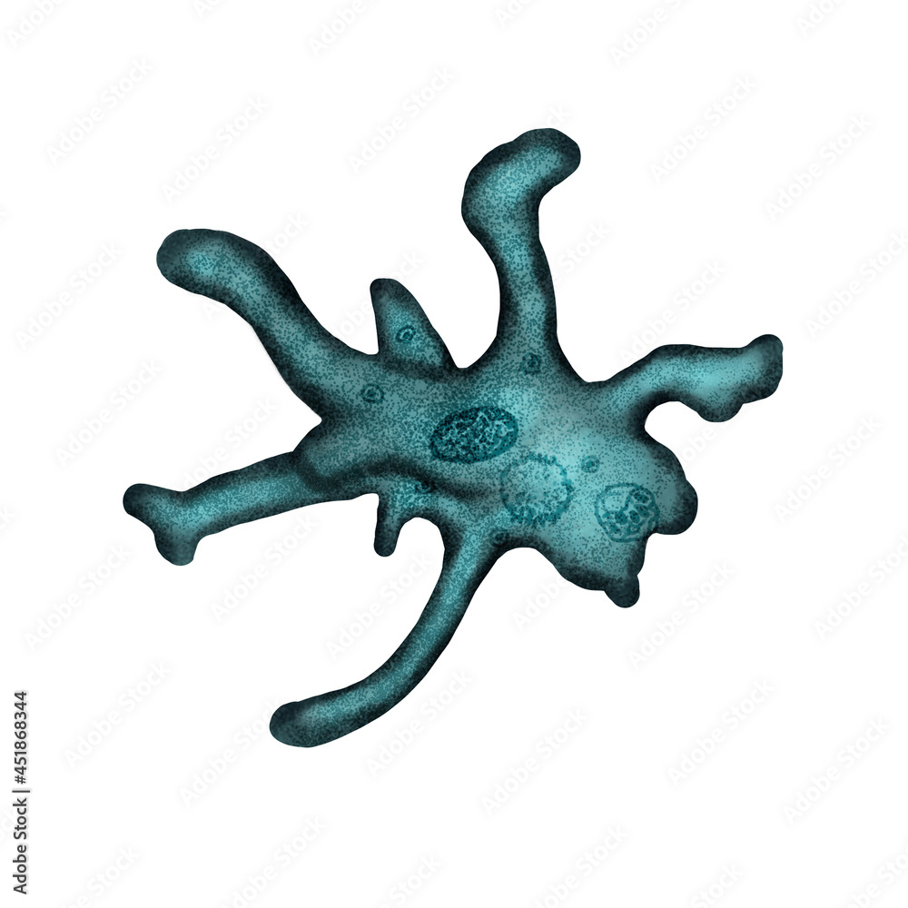 Amoeba (genus) isolated on white background Stock Illustration | Adobe ...