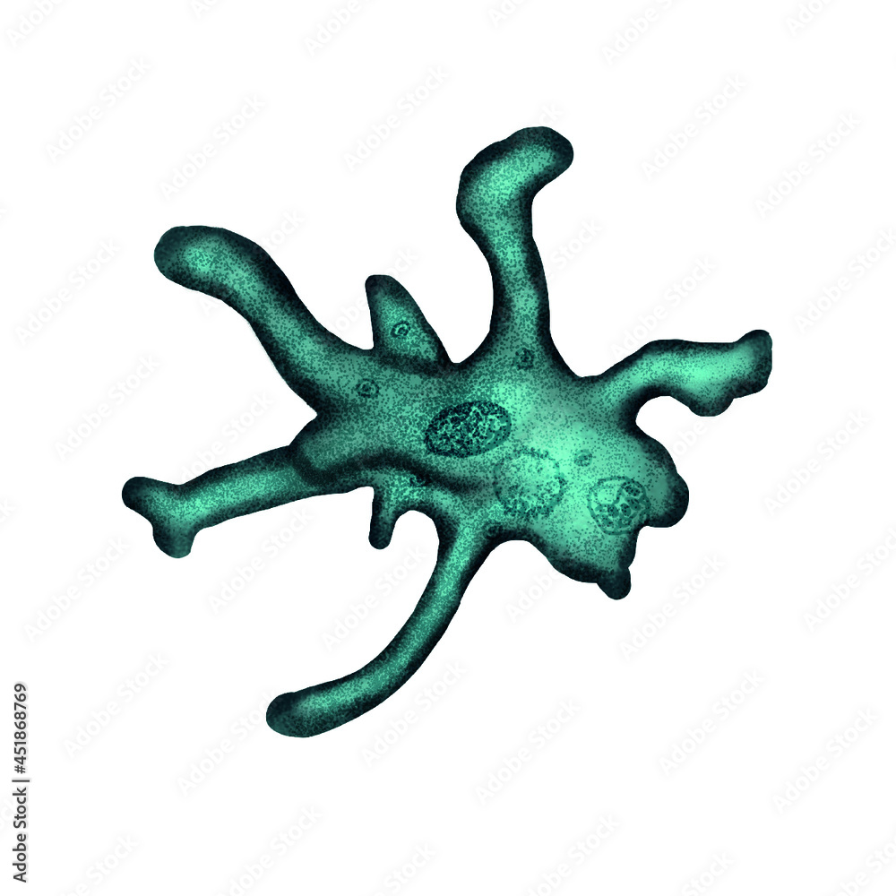 Amoeba (genus) isolated on white background Stock Vector | Adobe Stock