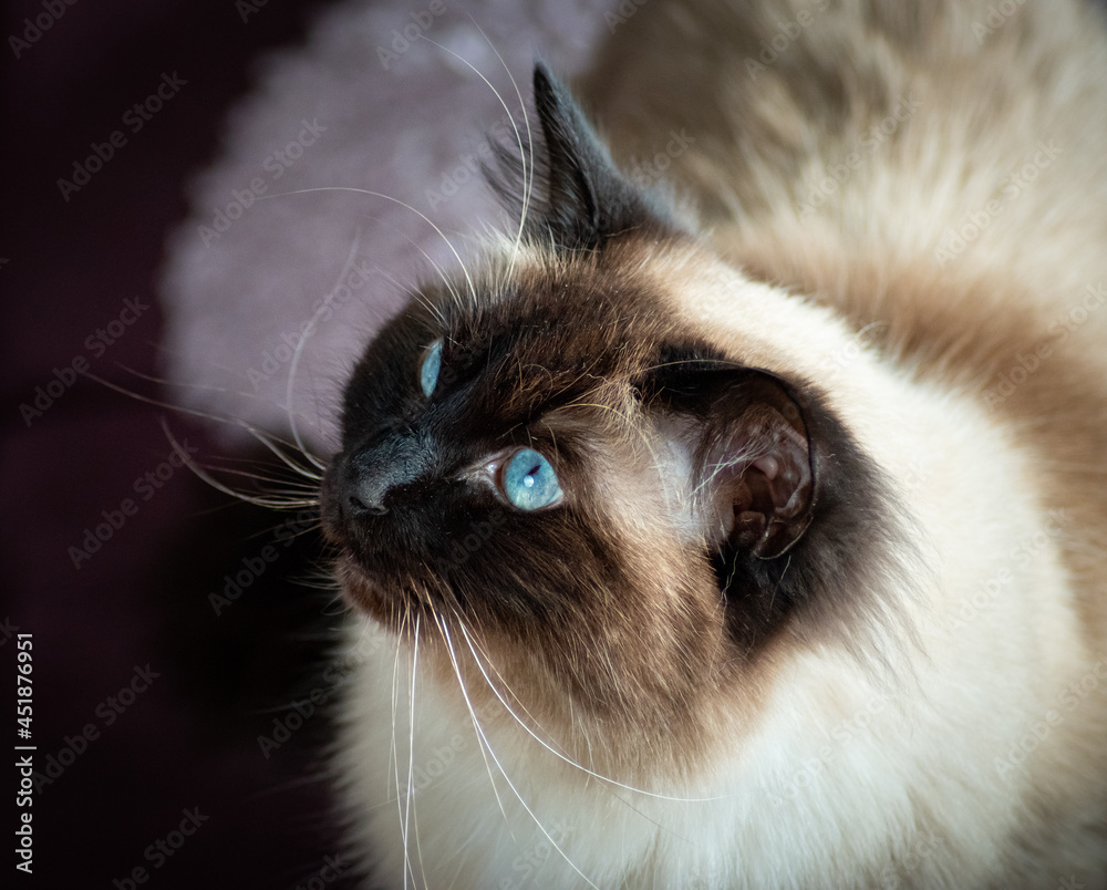 portret kota Stock Photo | Adobe Stock