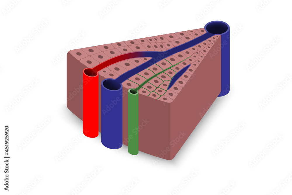 Structure of liver lobules. Digestive organ. Medical education. Stock ...