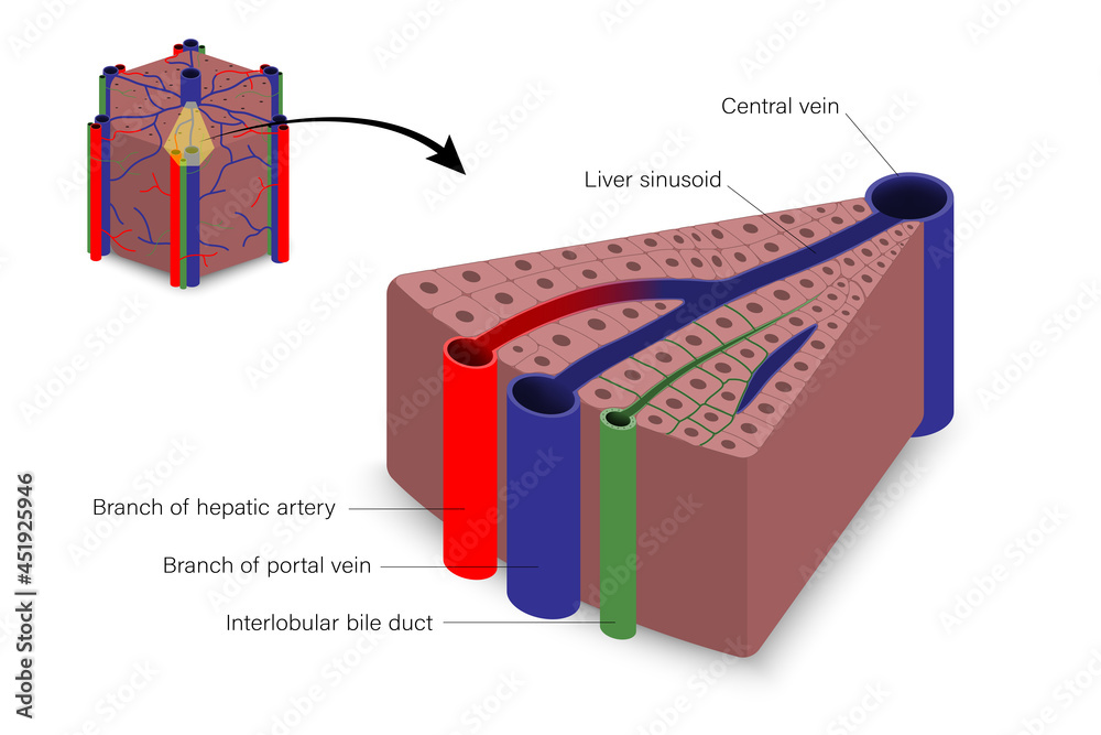 Histological components of liver. Digestive organ. Medical education ...